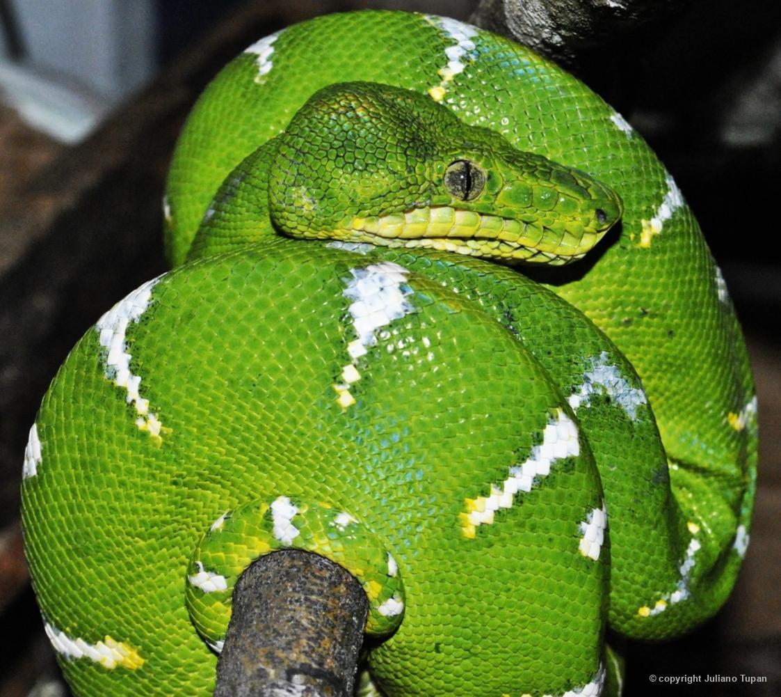 Cobra-papagaio #9915 - Biofaces - Bring Nature Closer