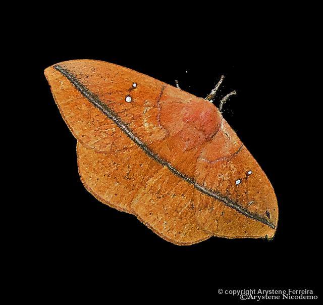 Lonomia Obliqua Moth