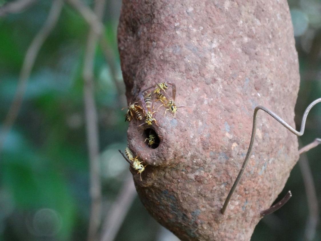 Marimbondo #14404 - Biofaces - Bring Nature Closer