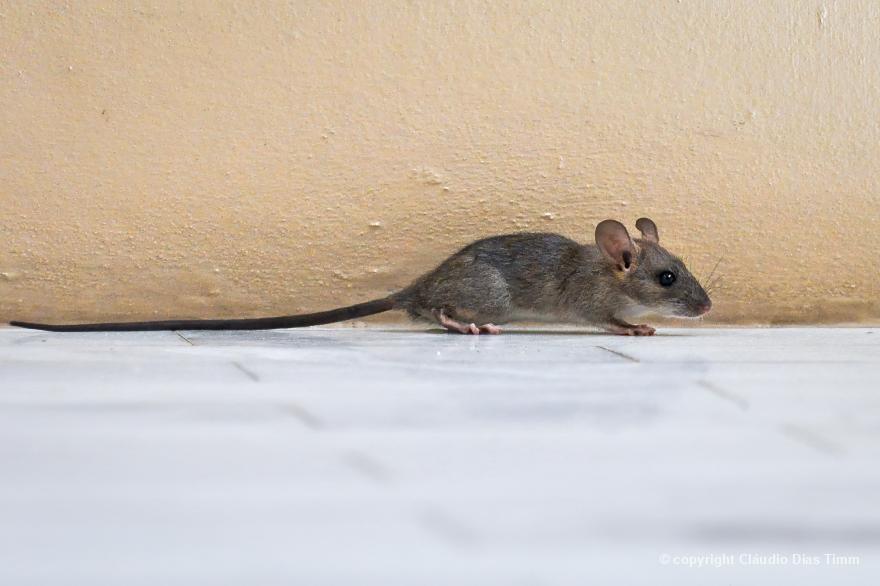 Rato #283083 - Biofaces - Bring Nature Closer