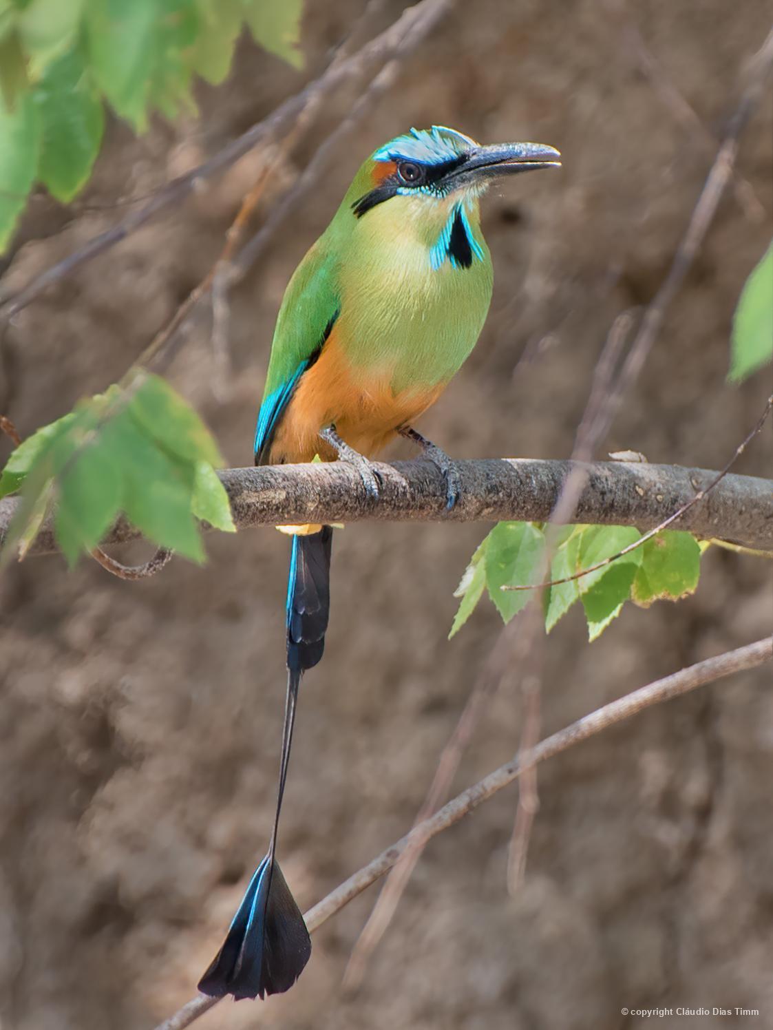 Guardabarranco #292855 - Biofaces - Bring Nature Closer