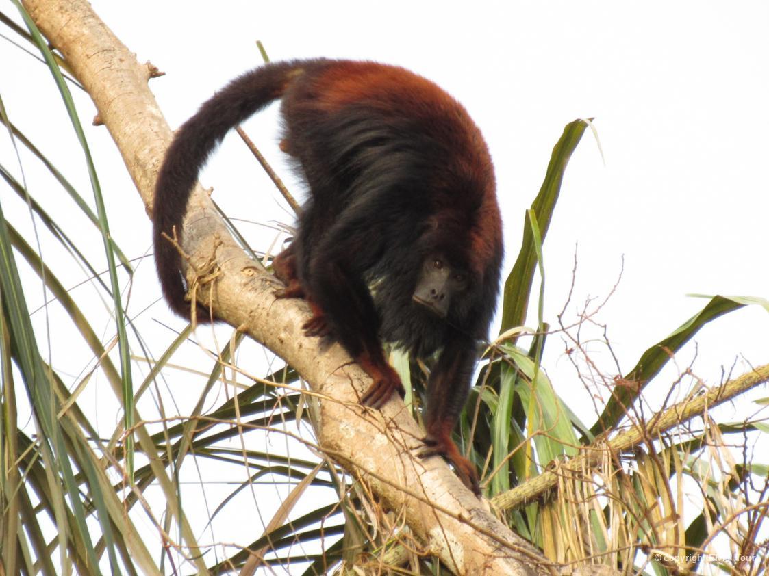 Bugio #304501 - Biofaces - Bring Nature Closer