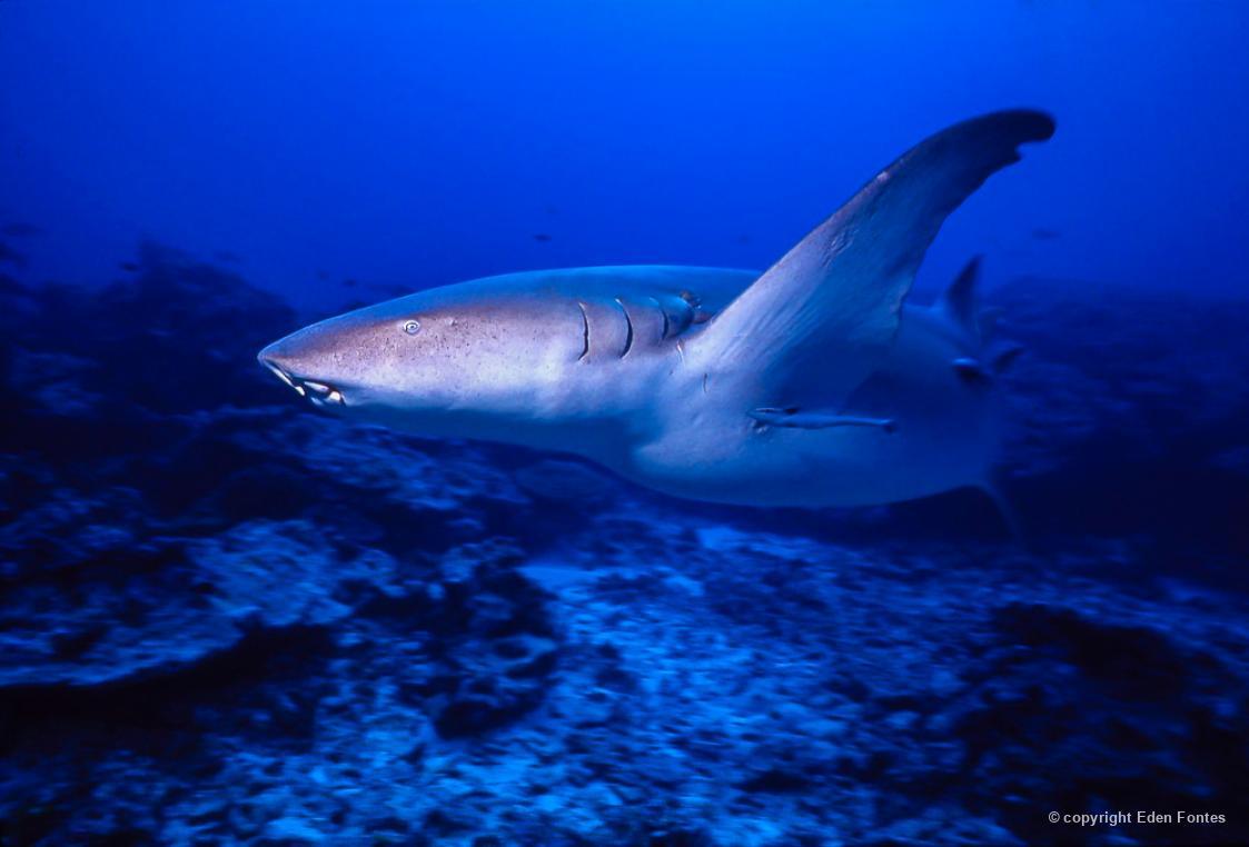 tubarão-lixa #66031 - Biofaces - Bring Nature Closer