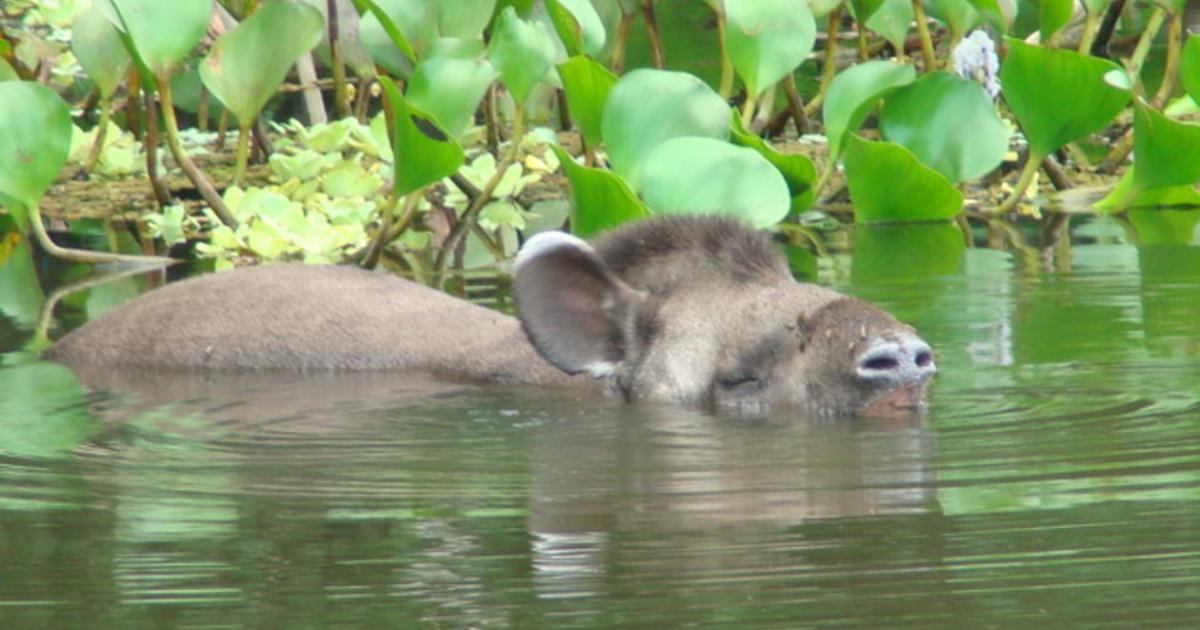 Anta #30 - Biofaces - Bring Nature Closer