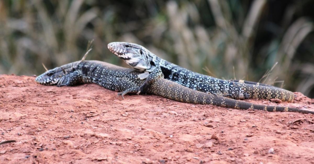 Lagarto-Teiú #173 - Biofaces - Bring Nature Closer