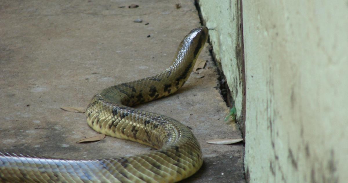 Surucucu-do-Pantanal #195 - Biofaces - Bring Nature Closer