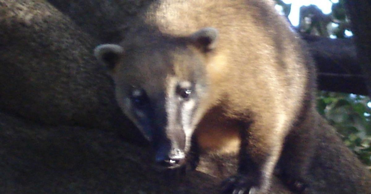 Nasua nasua [Least Concern] - Biofaces - Bring Nature Closer