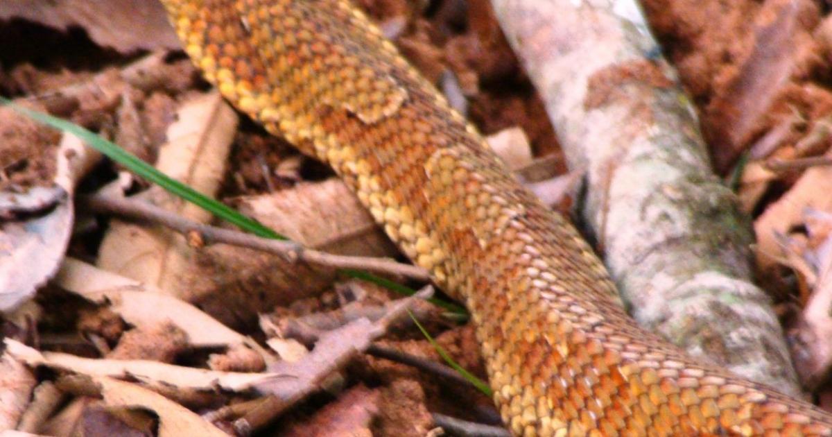 Xenodon merremii [Not evaluated] - Biofaces - Bring Nature Closer