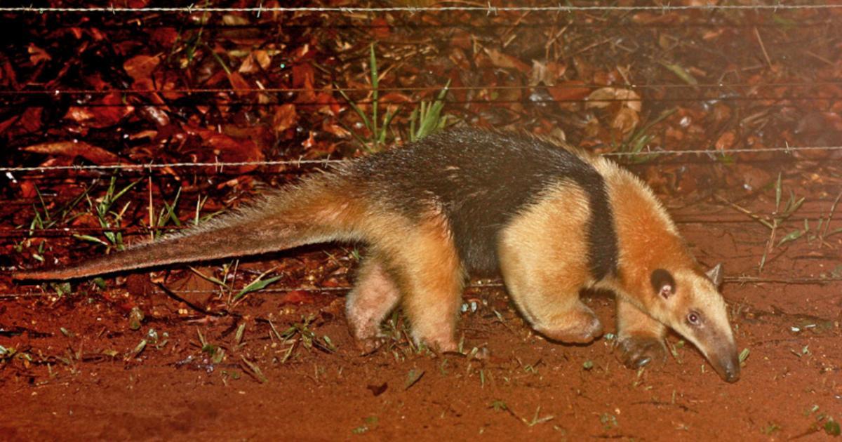 Tamandua tetradactyla [Least Concern] - Biofaces - Bring Nature Closer