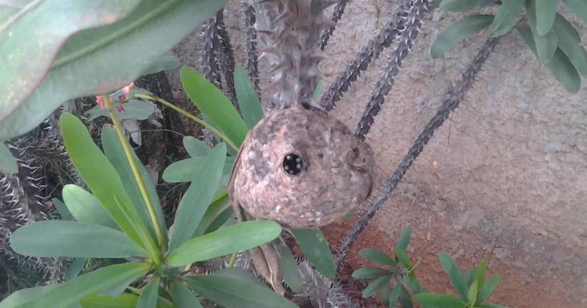 Marimbondo #1253 - Biofaces - Bring Nature Closer