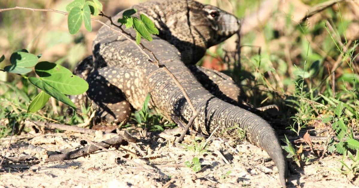 Lagarto-Teiú #1302 - Biofaces - Bring Nature Closer