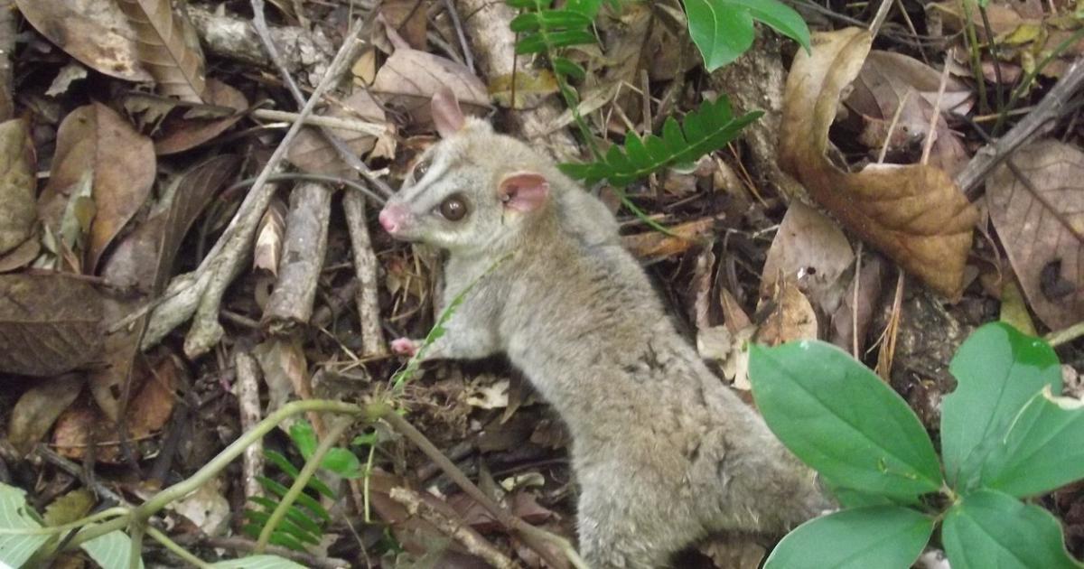 Caluromys philander [Least Concern] - Biofaces - Bring Nature Closer