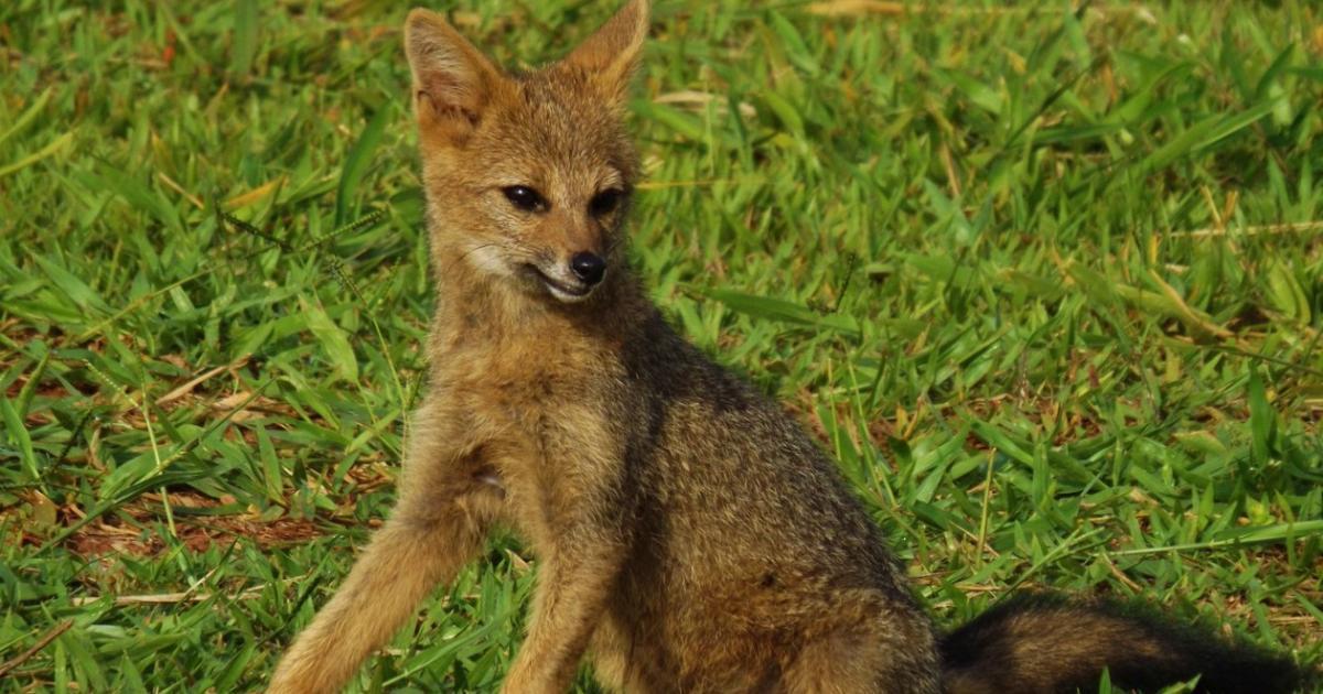 Lycalopex vetulus [Least Concern] - Biofaces - Bring Nature Closer