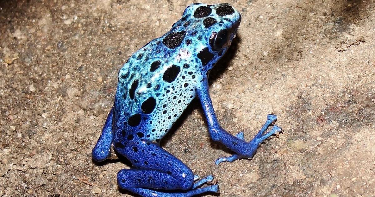 Sapo #2136 - Biofaces - Bring Nature Closer