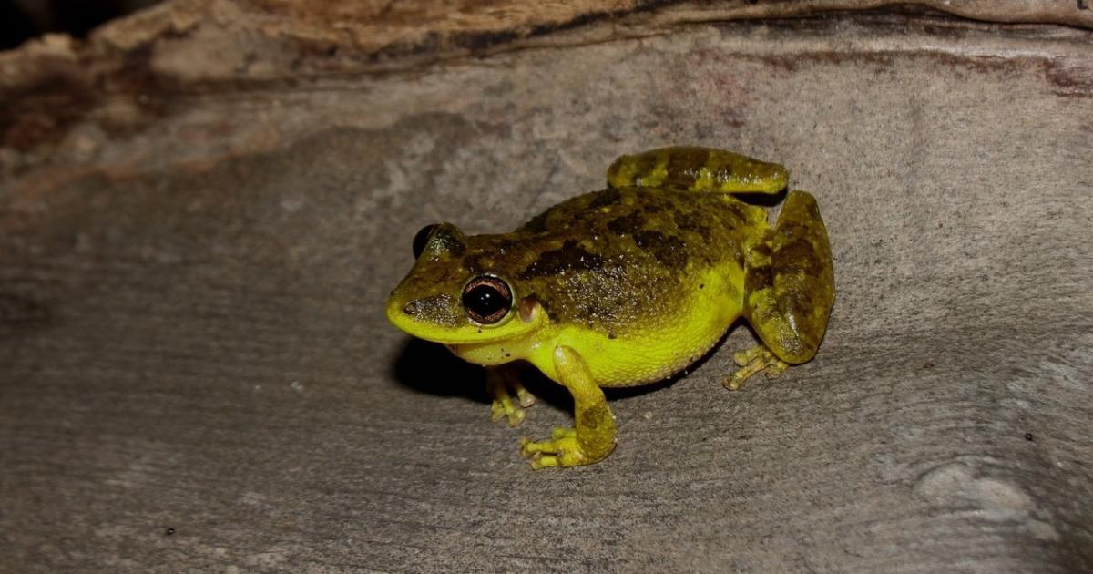 Scinax x-signatus [Least Concern] - Biofaces - Bring Nature Closer