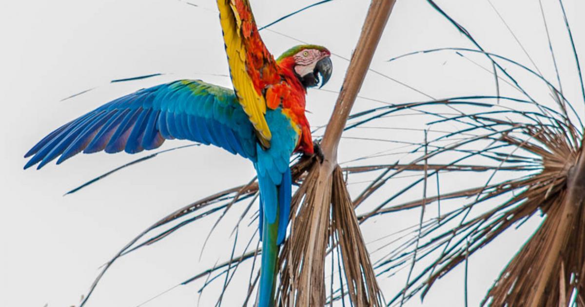 Arara #2800 - Biofaces - Bring Nature Closer