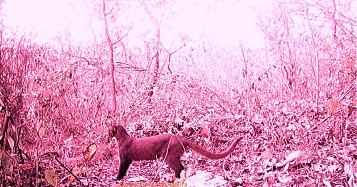 gato-murisco #2818 - Biofaces - Bring Nature Closer