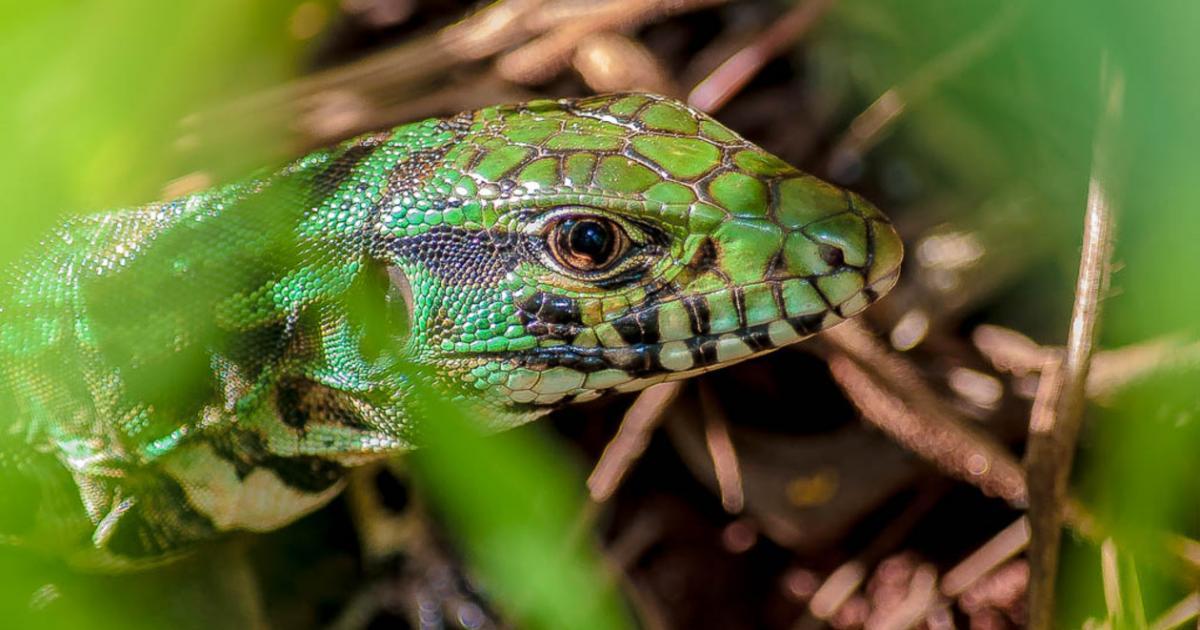 Tiú #3032 - Biofaces - Bring Nature Closer