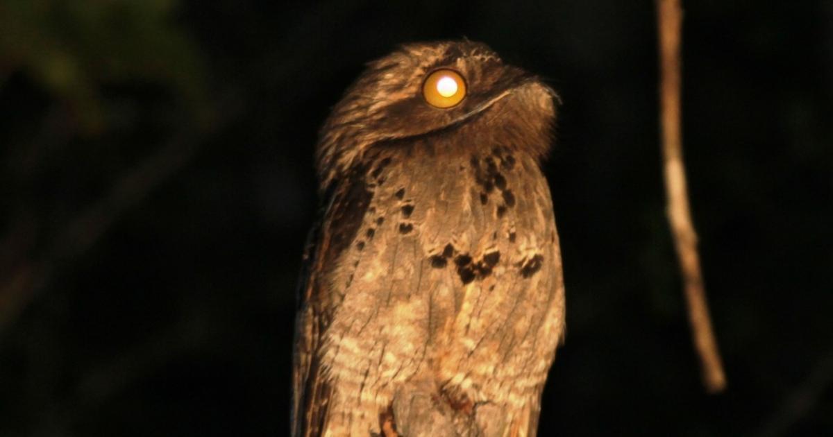 Mãe-da-Lua #3248 - Biofaces - Bring Nature Closer