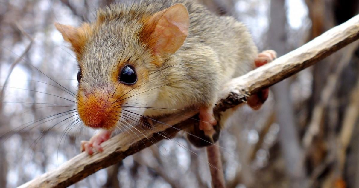 Rato #3564 - Biofaces - Bring Nature Closer