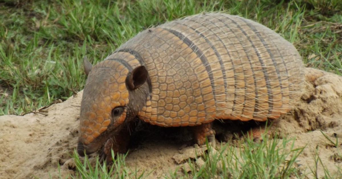 Tatu #3633 - Biofaces - Bring Nature Closer