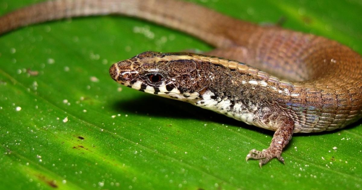 Lagarto #3761 - Biofaces - Bring Nature Closer