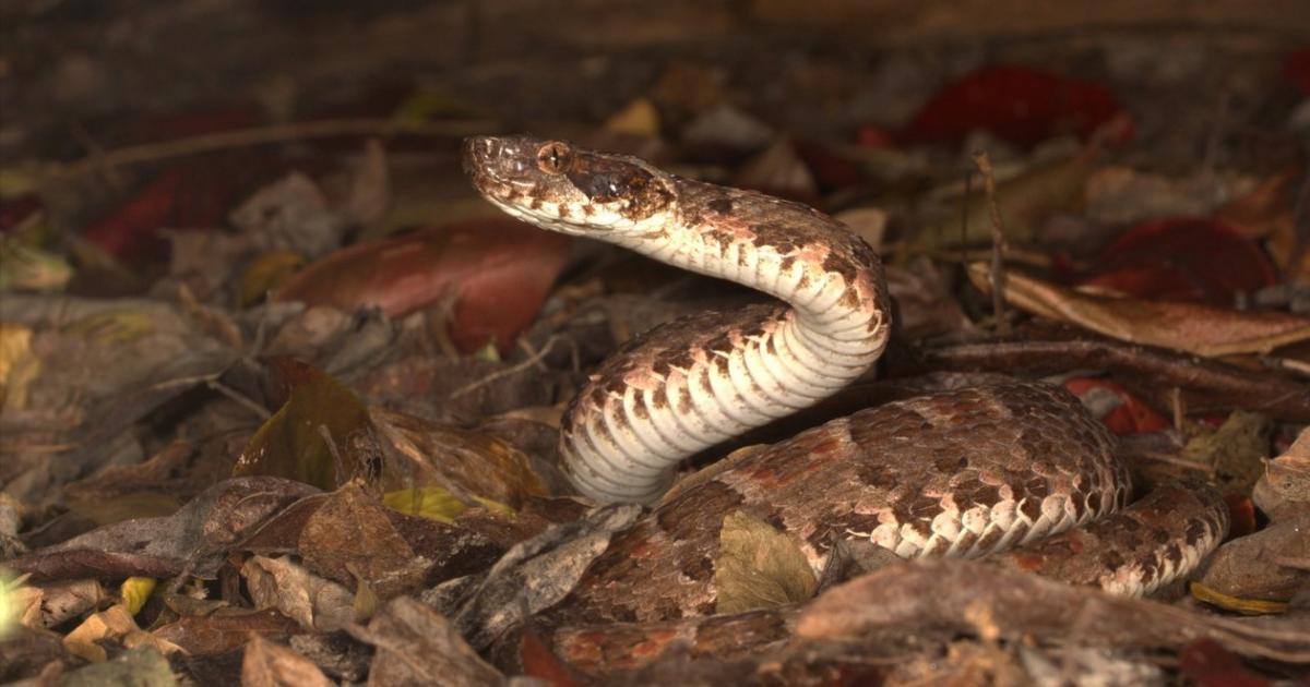 Jararaca #4004 - Biofaces - Bring Nature Closer