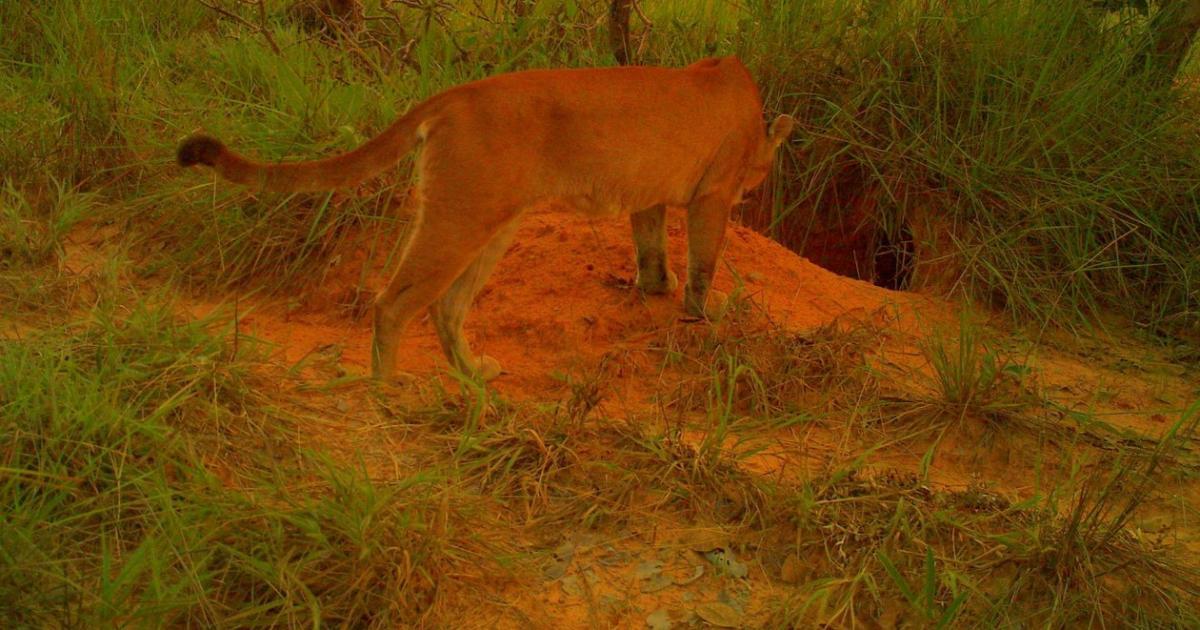 Suçuarana #4203 - Biofaces - Bring Nature Closer