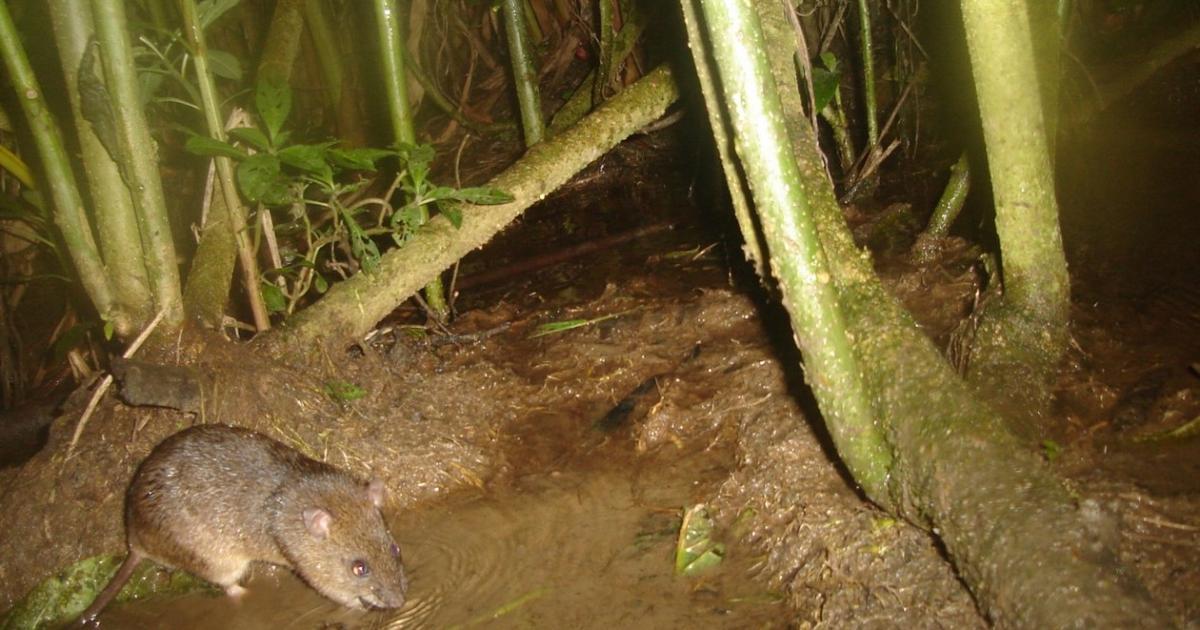 Nectomys squamipes [Least Concern] - Biofaces - Bring Nature Closer