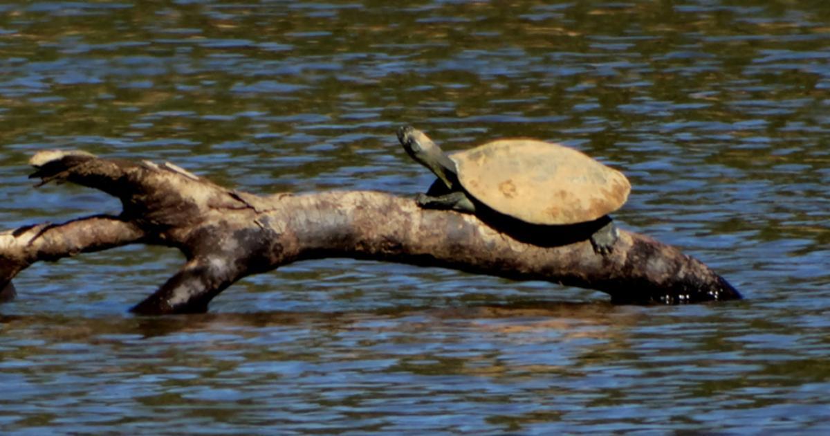 Podocnemis unifilis [Vulnerable] - Biofaces - Bring Nature Closer