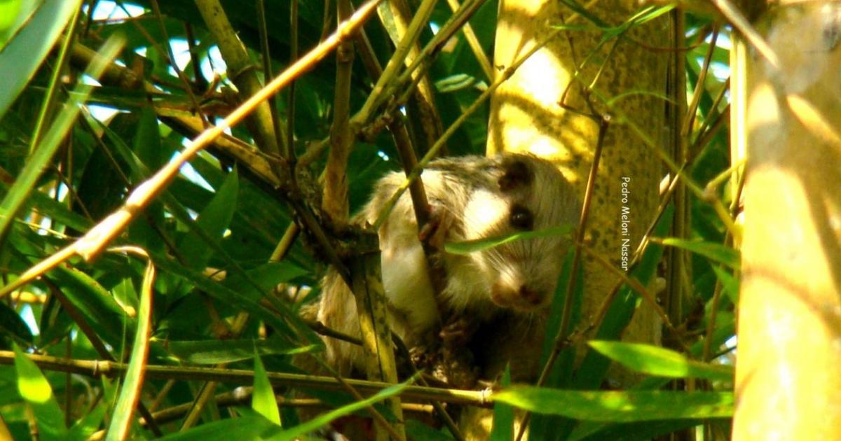 rato-coró #4586 - Biofaces - Bring Nature Closer