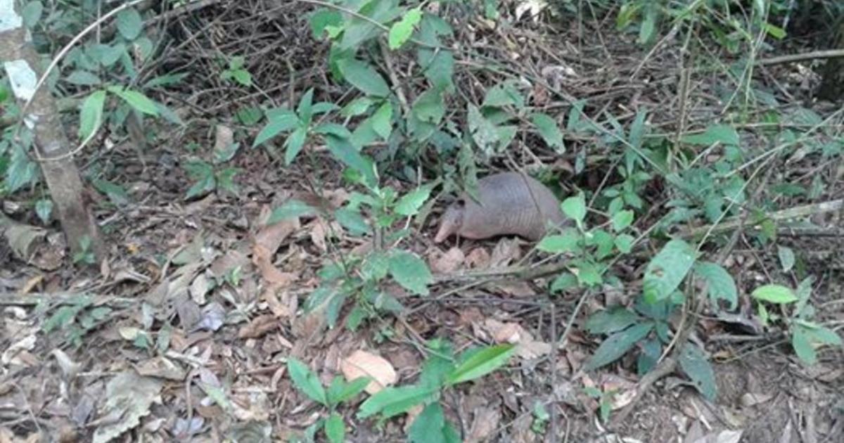 Tatu #4737 - Biofaces - Bring Nature Closer