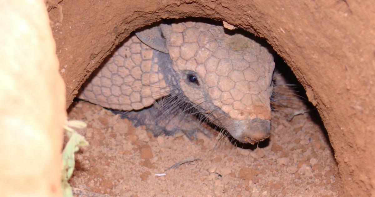 Tatu-peba #4850 - Biofaces - Bring Nature Closer