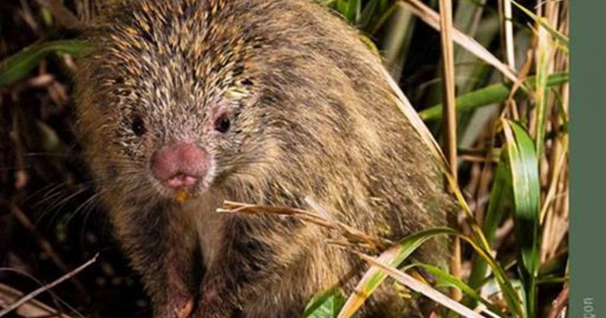 Ouriço-cacheiro-amarelo #5309 - Biofaces - Bring Nature Closer