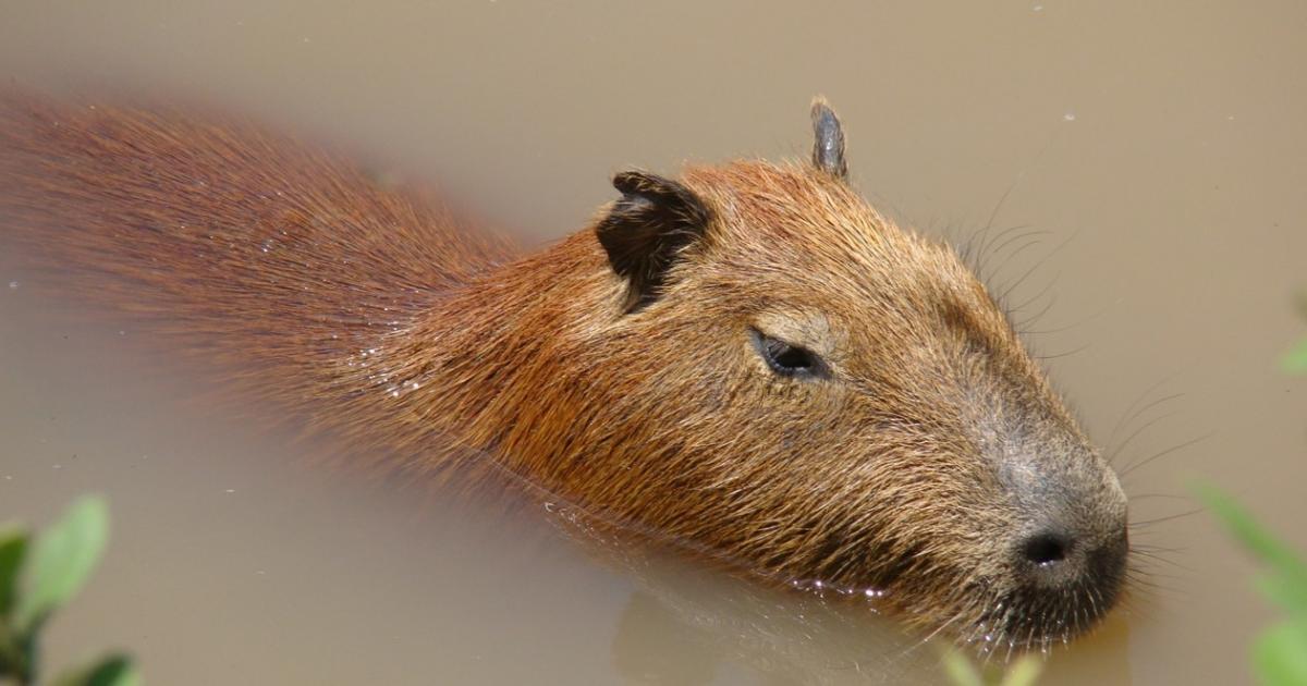 Capívara #5356 - Biofaces - Bring Nature Closer