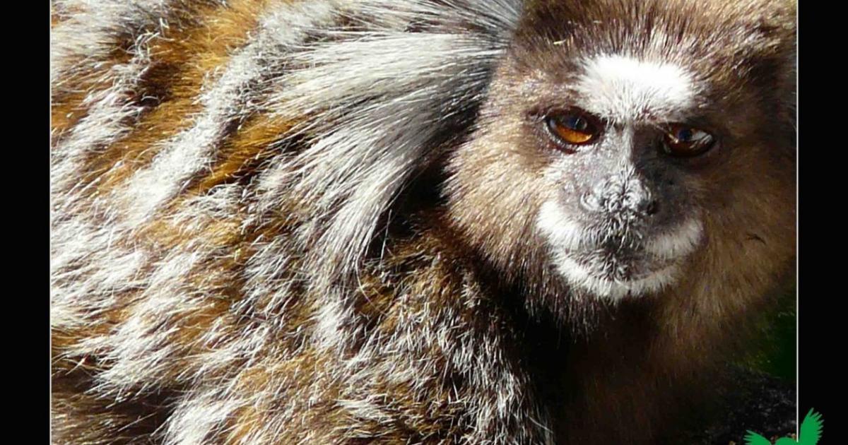 MICO #5451 - Biofaces - Bring Nature Closer