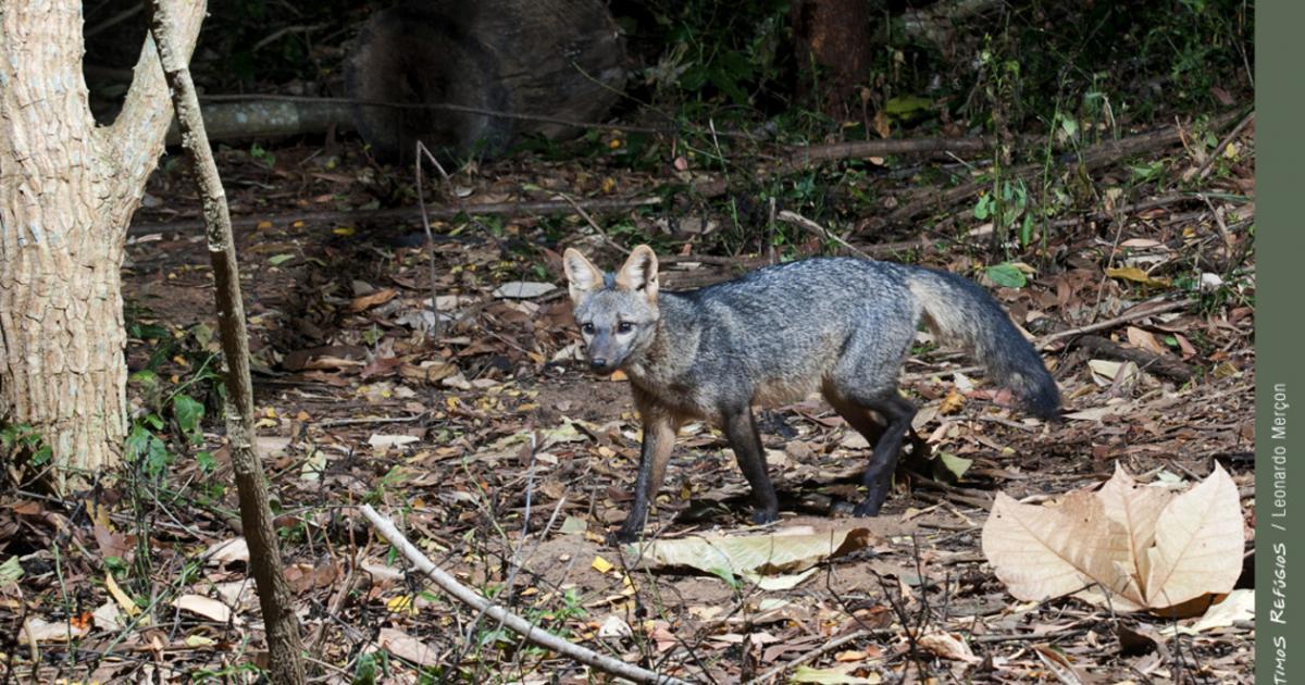Cachorro-do-mato #5593 - Biofaces - Bring Nature Closer