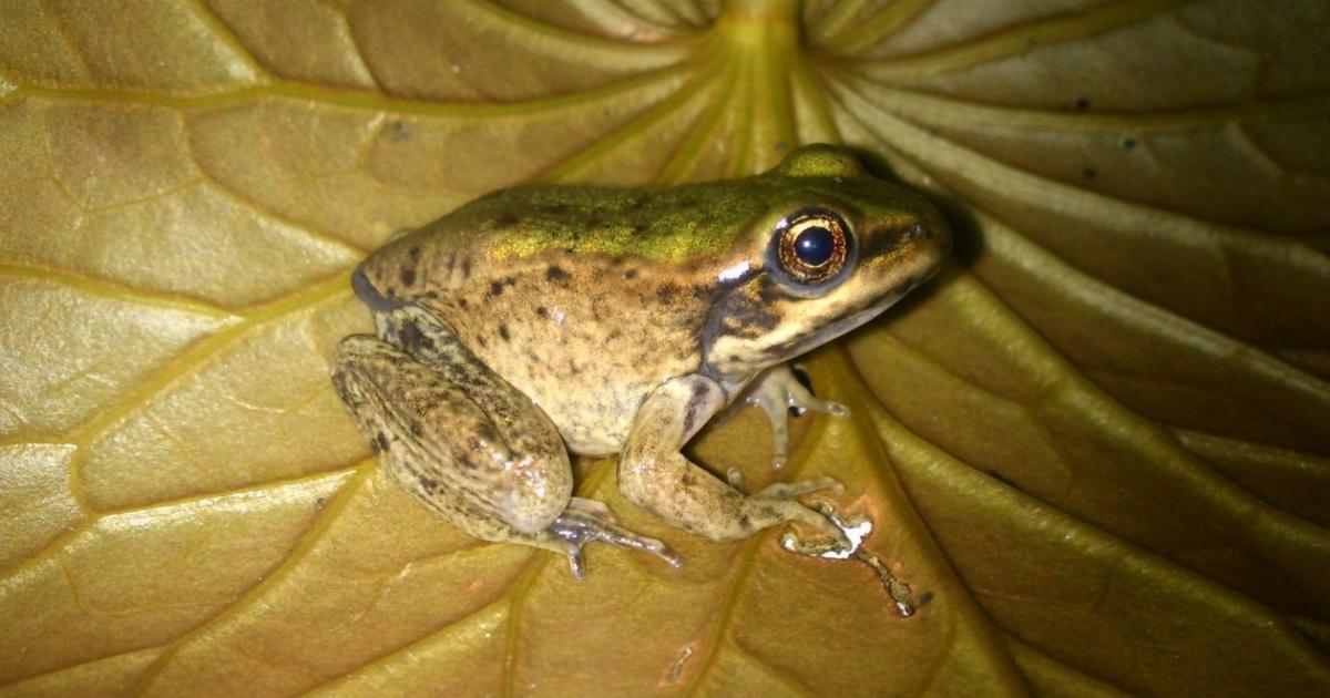 Lithobates palmipes [Least Concern] - Biofaces - Bring Nature Closer