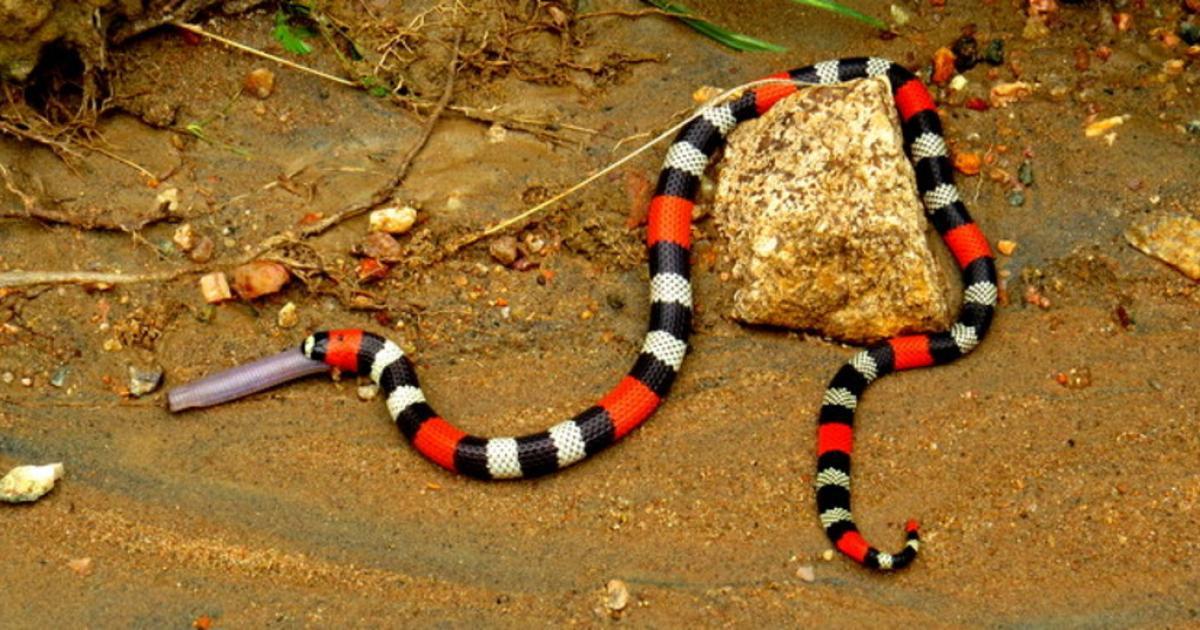 Cobra-coral-verdadeira,devorando #5845 - Biofaces - Bring Nature Closer