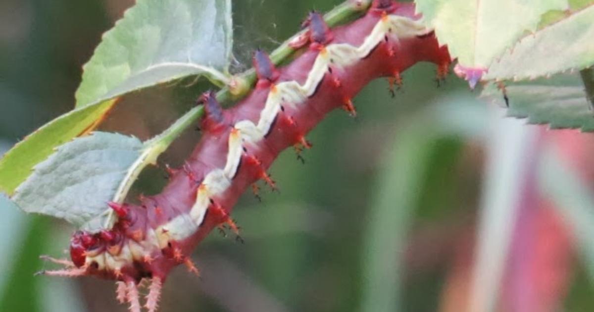 Lagarta #6000 - Biofaces - Bring Nature Closer