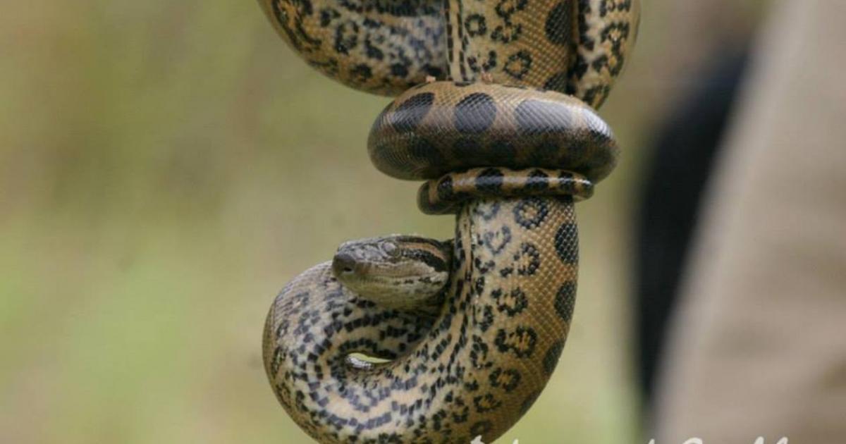 Sucuri-amarela #7017 - Biofaces - Bring Nature Closer