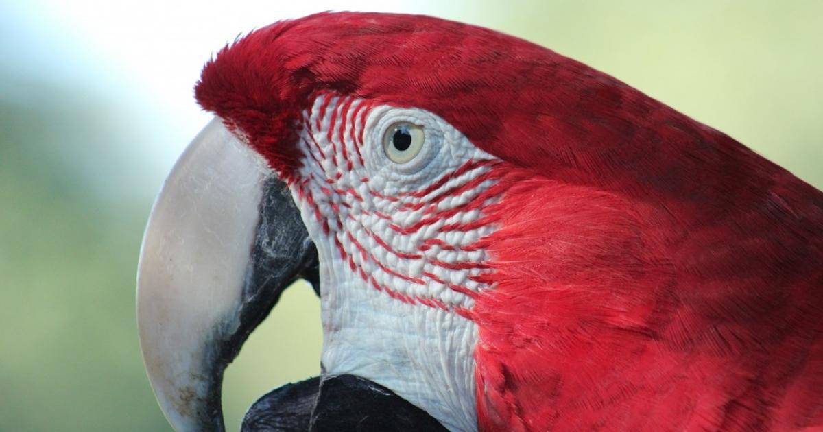 Arara #7291 - Biofaces - Bring Nature Closer