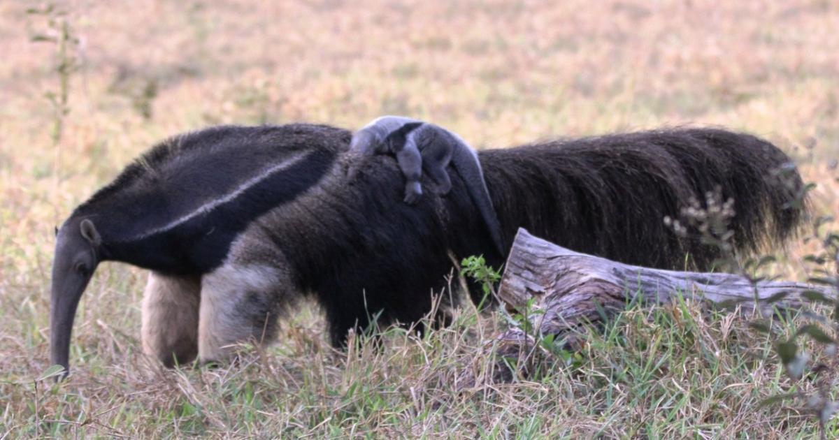 Tamanduá-Bandeira #7607 - Biofaces - Bring Nature Closer