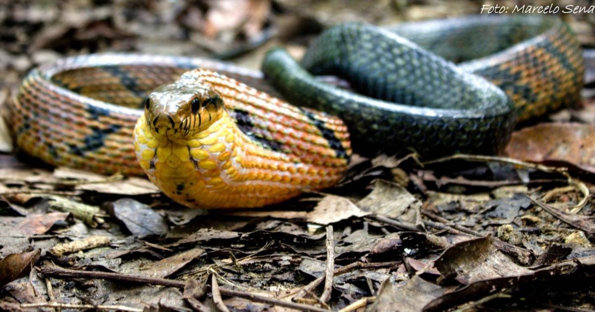 Spilotes sulphureus [Not evaluated] - Biofaces - Bring Nature Closer