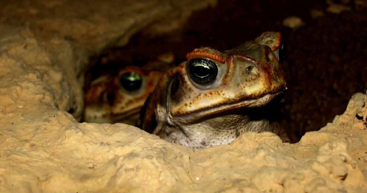 Sapo #7788 - Biofaces - Bring Nature Closer