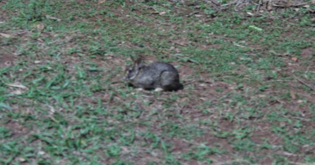 Tapiti #7946 - Biofaces - Bring Nature Closer