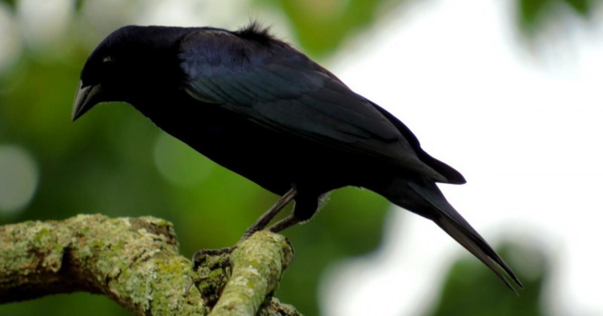 MARIA-PRETA #8445 - Biofaces - Bring Nature Closer