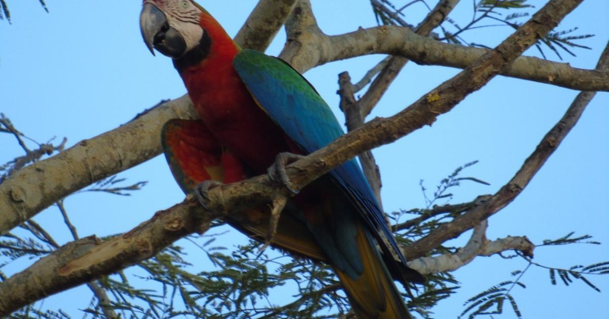 Arara #8610 - Biofaces - Bring Nature Closer