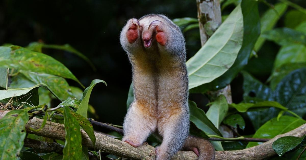 Cyclopes didactylus [Least Concern] - Biofaces - Bring Nature Closer