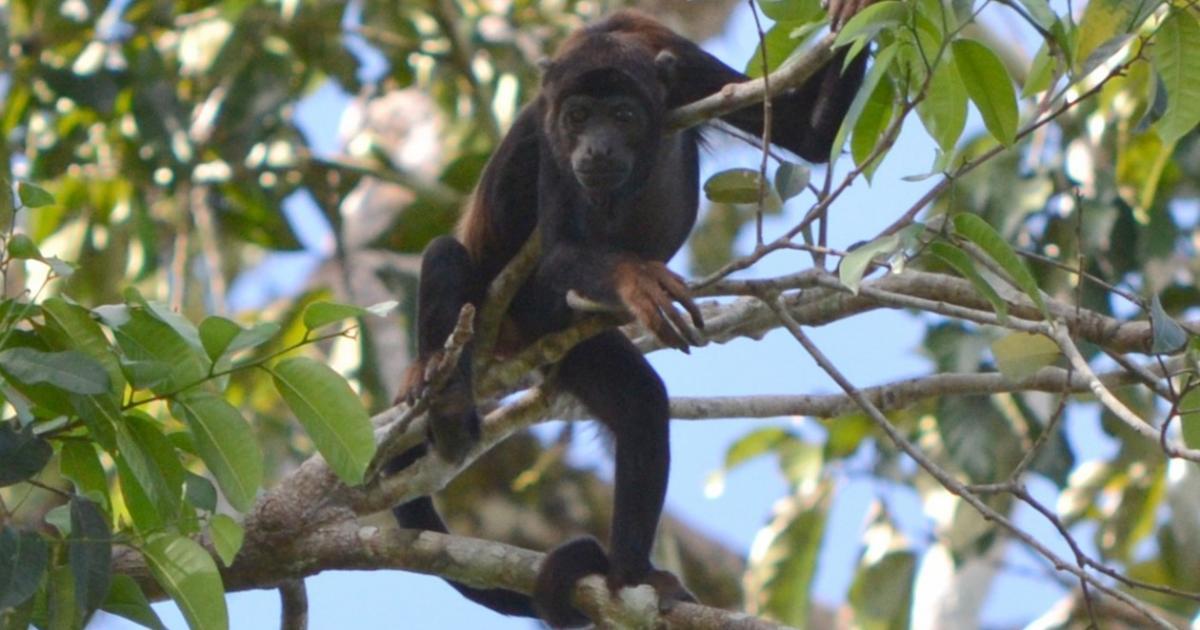 Macaco-bugio-preto #8715 - Biofaces - Bring Nature Closer